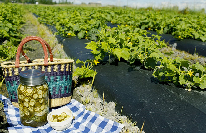 Pickles, Pickles, Pickles! - Lepp Farm Market