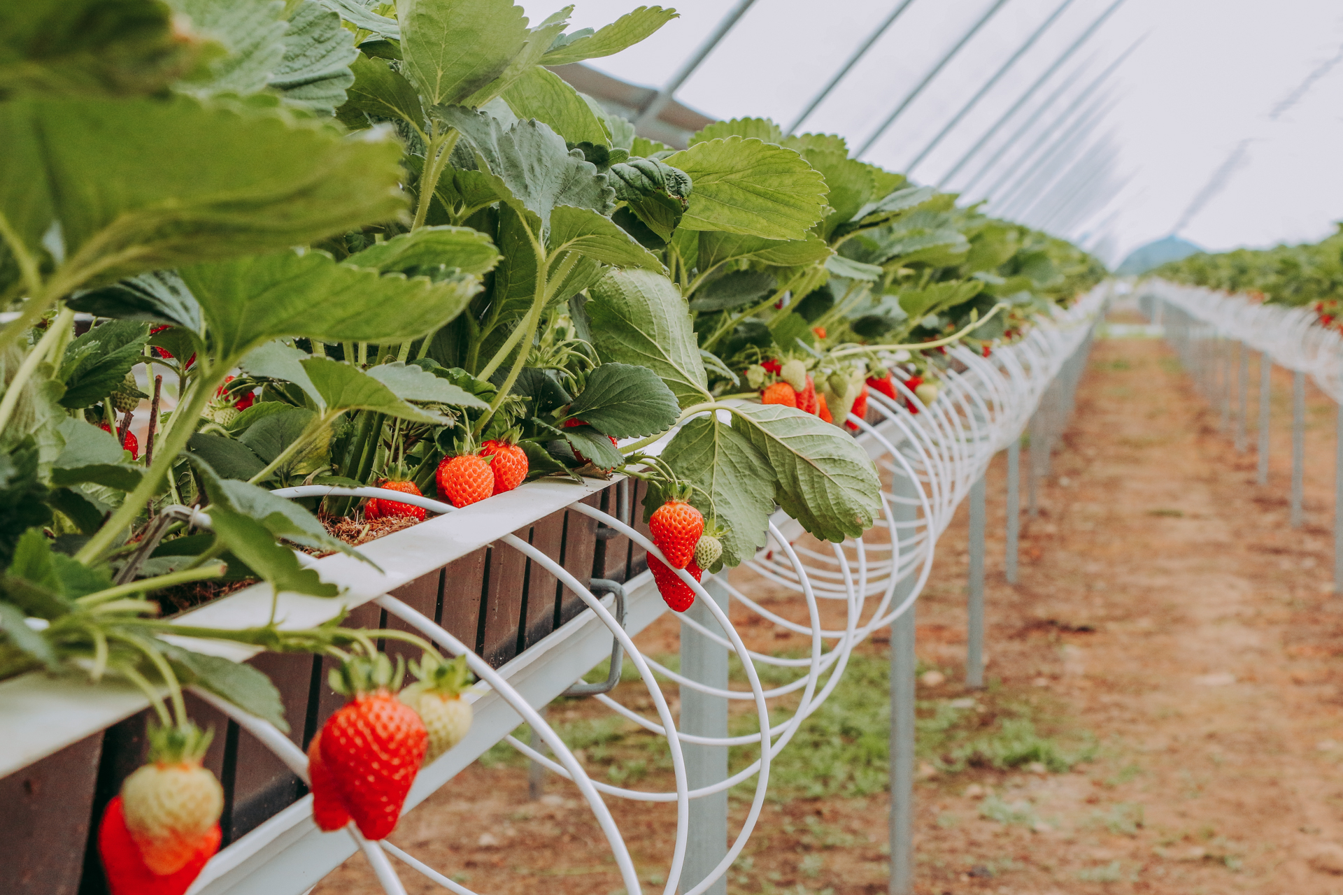 Lepp Farm Market | a year round farm market in Abbotsford