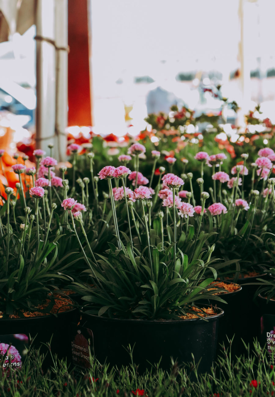 Lepp Farm Market | a year round farm market in Abbotsford