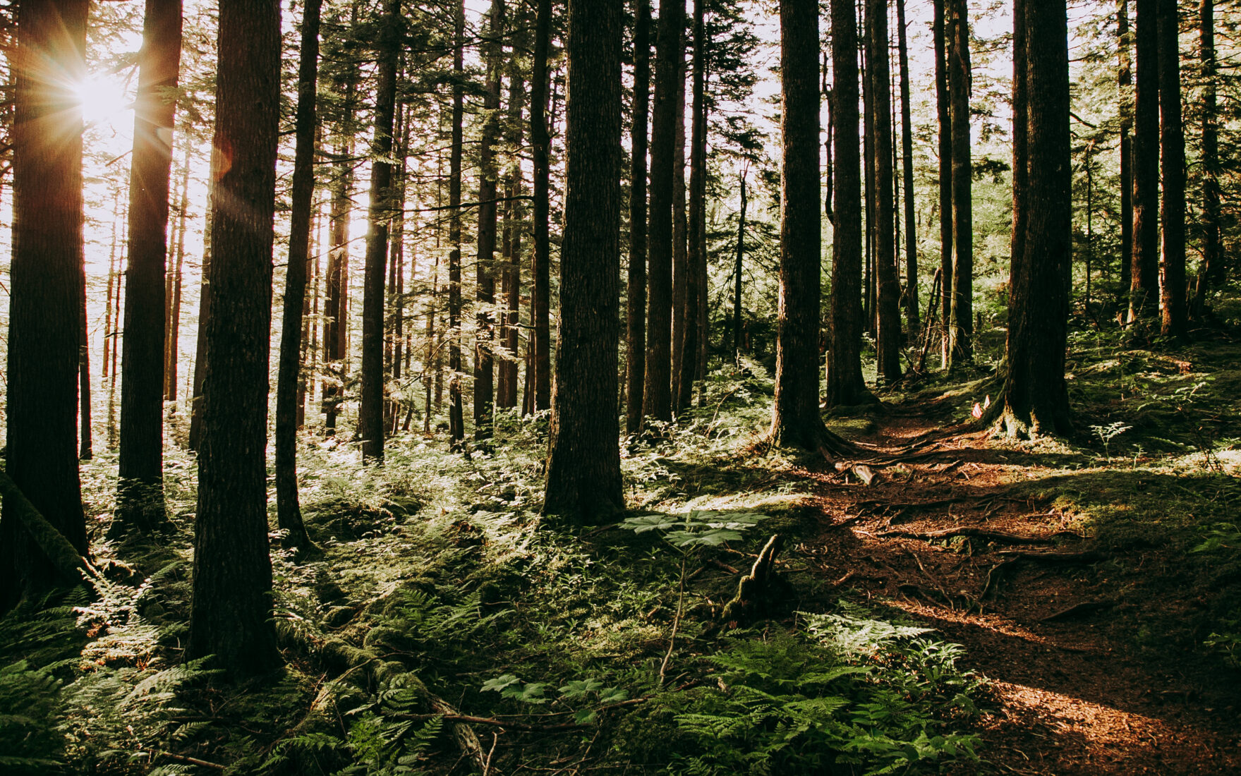 Market Events - Lepp Farm Market